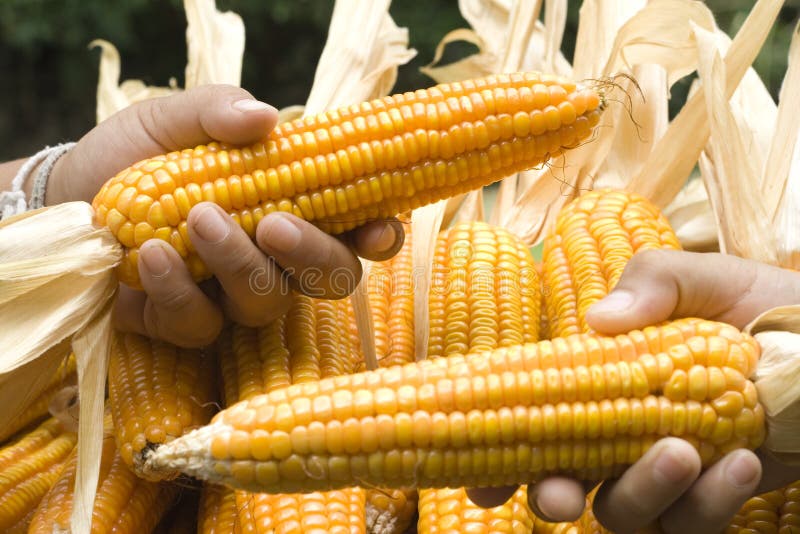 Mature Corn Cob Holded by Young Boys Stock Image - Image of husk, maize ...