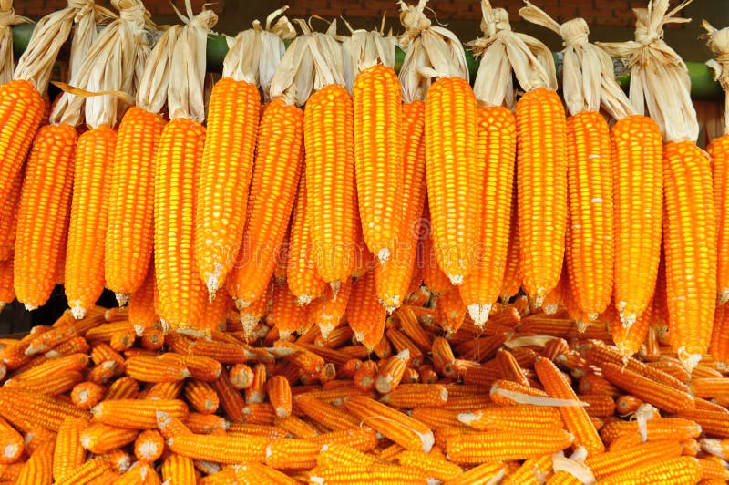 Mature corn cob stock photo. Image of agriculture, decoration - 34346288