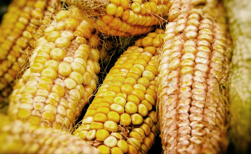 Mature Corn Cobs in the Fall. Stock Photo - Image of shows, mature ...