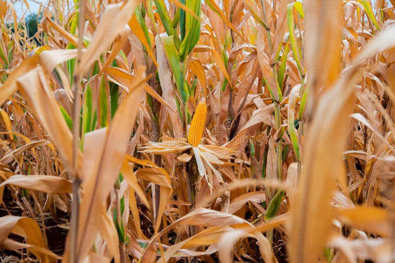 Mature Corn among Dry Corn Fields Represents the Culmination of Hard ...