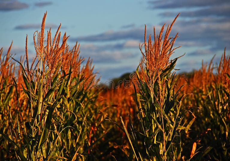 111 Mature Erect Dicks Stock Photos - Free & Royalty-Free Stock Photos ...