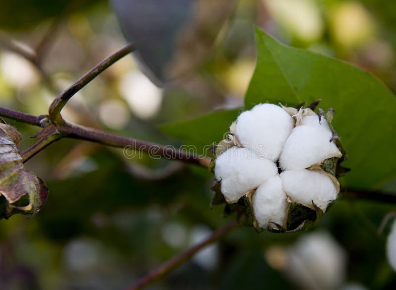 Mature Cotton stock image. Image of cotton, objects, leaves - 6742039