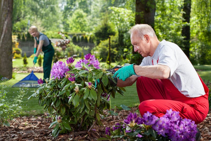 Mature Couple Work in the Garden Stock Photo - Image of autumn, healthy ...
