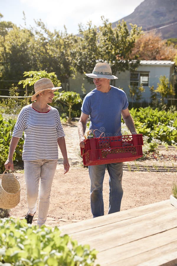 Mature Couple Working on Community Allotment Together Stock Photo ...