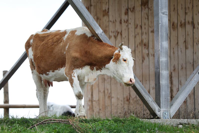 Cow on a barn stock photo. Image of agro, meadow, frasier - 258790984