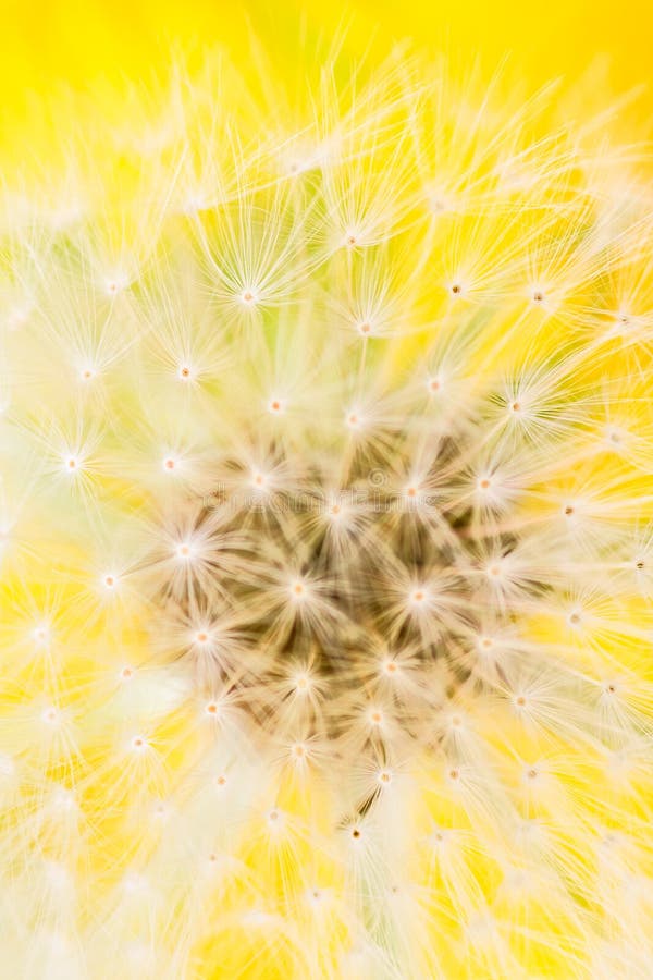 Abstract Burst of a Dandelion Parachute Ball Stock Photo - Image of ...