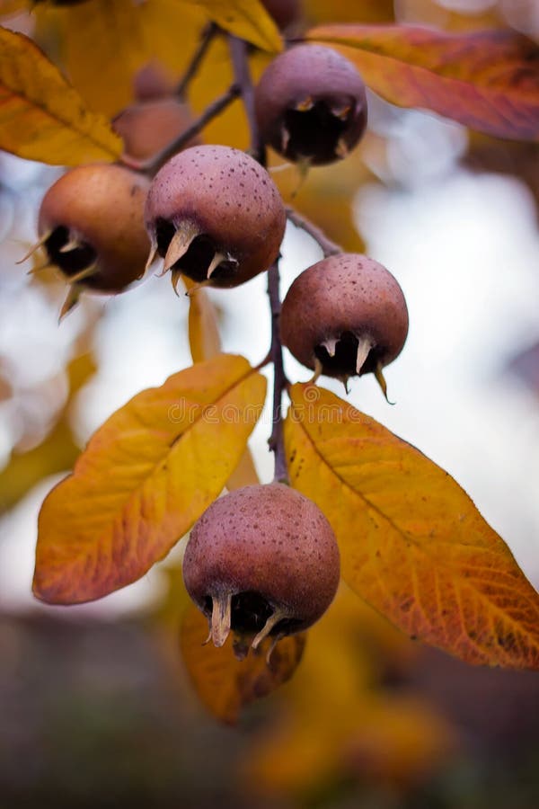 Mature delicious medlar stock image. Image of branch - 62756007