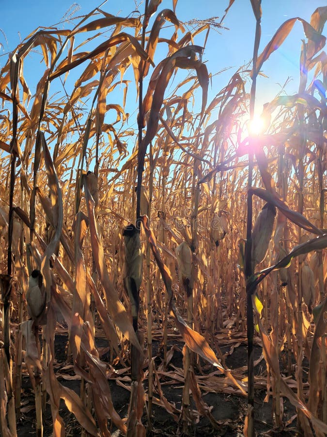 Dry Corn Stalks with Cobs,corn on the Stalk Dry Corn Stock Image ...