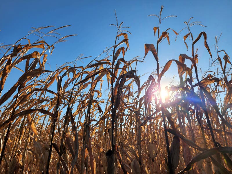 Mature Dry Corn Stalks. Field with Dry Ripe Corn Stock Image - Image of ...