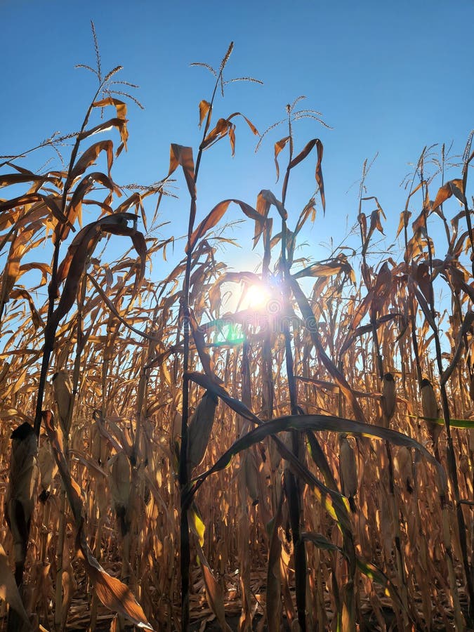 Mature Dry Corn Stalks. Field with Dry Ripe Corn Stock Photo - Image of ...
