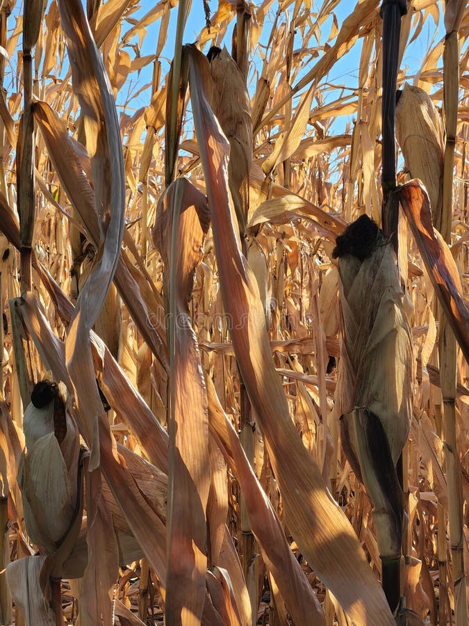 Dry Corn Stalks with Cobs,corn on the Stalk Dry Corn Stock Image ...