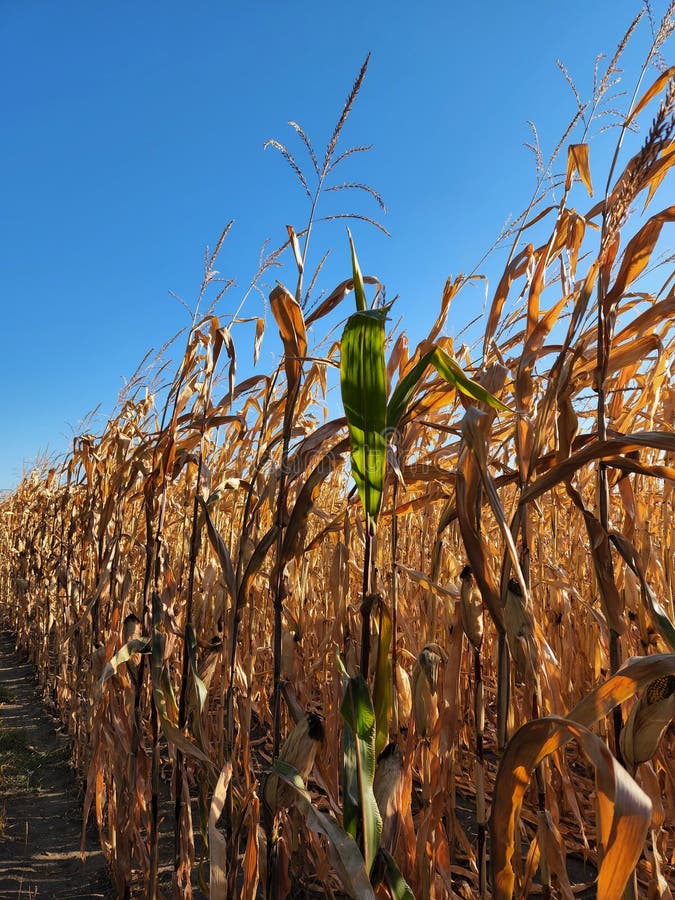 Dry Corn Stalks with Cobs,corn on the Stalk Dry Corn Stock Image ...