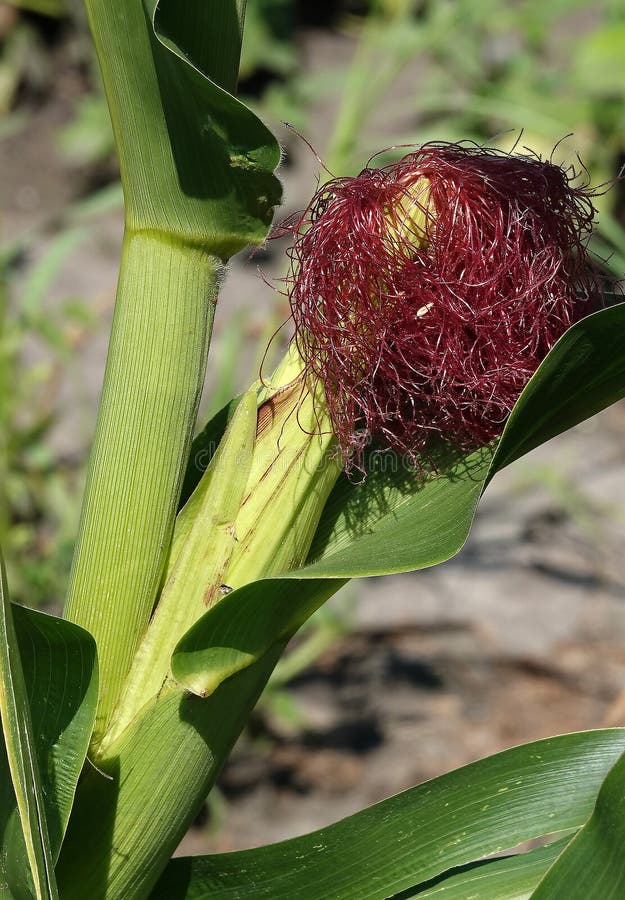 Mature Ear of Corn on the Stalk Stock Photo - Image of apara, aaordf ...