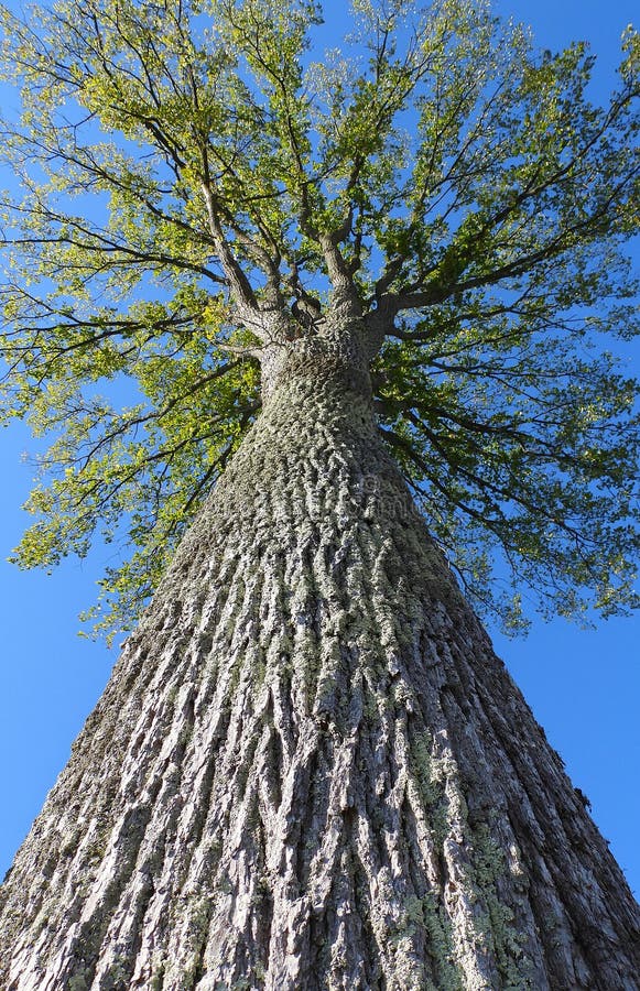 Mature American Elm Tree Grows in NewYorkState FingerLakes Stock Photo ...