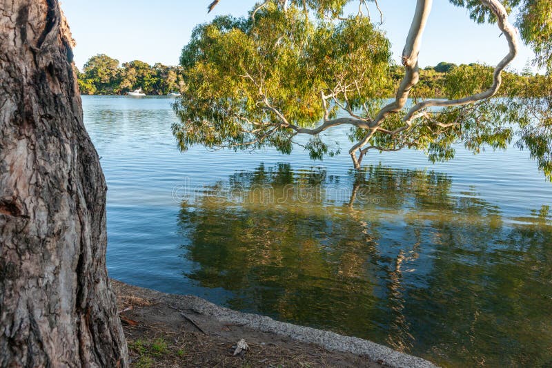 Mature Eucalyptus Tree Foliage Hanging Over Water Stock Image - Image ...