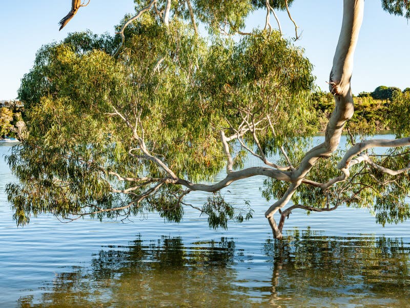 Mature Eucalyptus Tree Foliage Hanging Over Water Stock Photo - Image ...