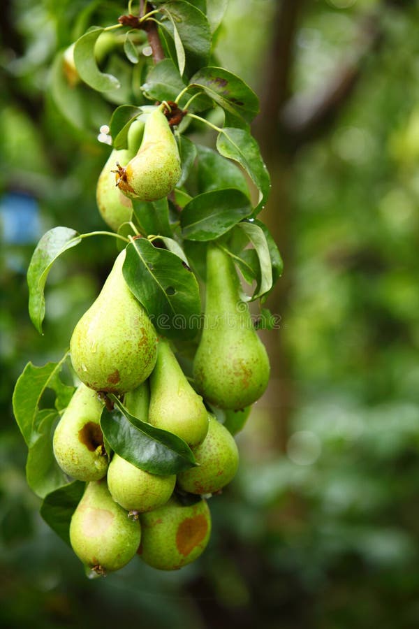 Mature Fruit in the Branch of a Tree Stock Image - Image of freshness ...