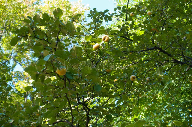 Mature Fruits on Branches of Quince in October Stock Photo - Image of ...