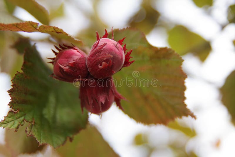 Hazelnut Grows on a Tree in the Garden Stock Image - Image of macro ...