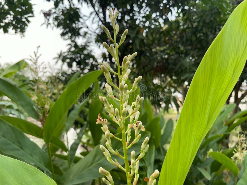 The Galangal Tree in the Garden Has White Flowers. Stock Photo - Image ...