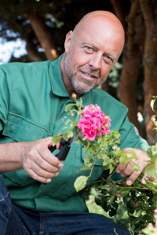 Mature Gardener Cutting Flowers in Garden Stock Image - Image of active ...