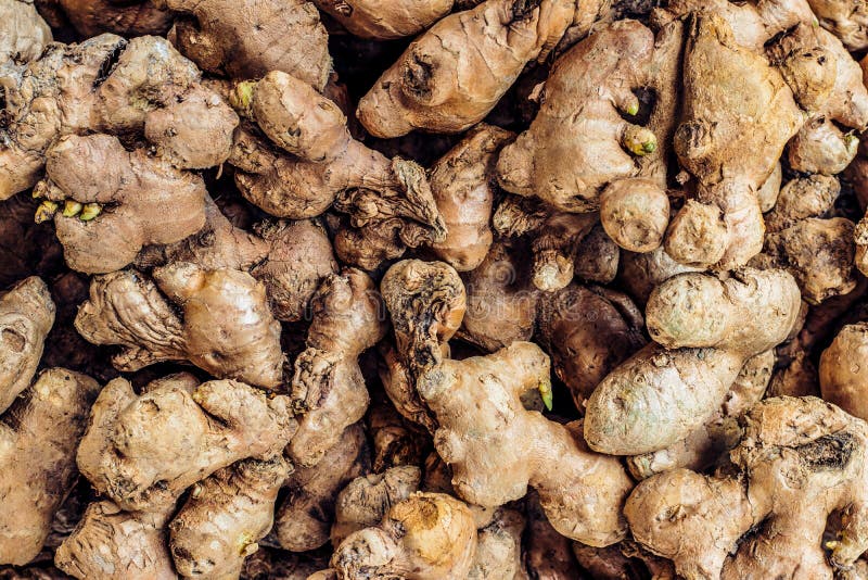 Mature ginger roots in a heap, Lots of thick, unpeeled ginger roots lay ...