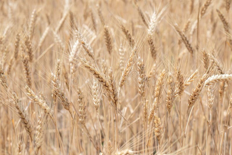 Mature Golden Wheat in the Wheat Field Stock Photo - Image of wheat ...