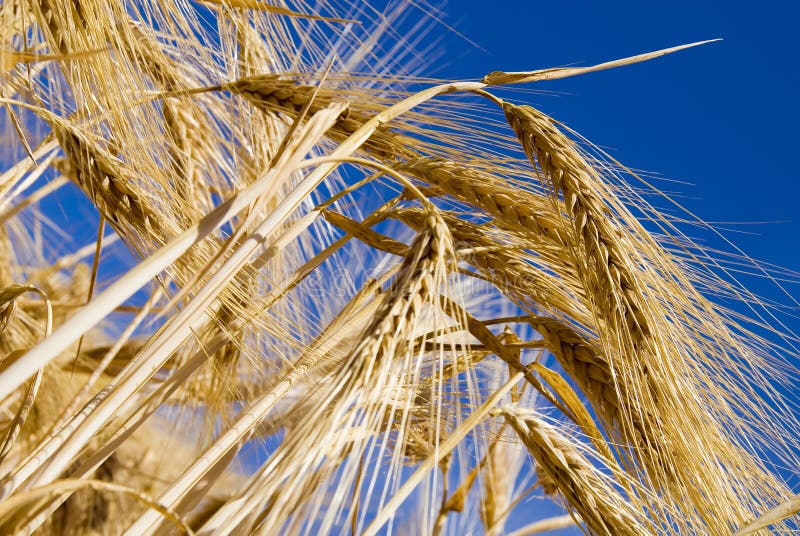 Mature grain stock image. Image of harvesting, blinkered - 12801479