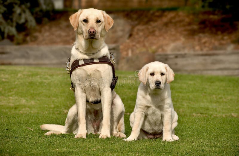 Mature Guide Dog and a Trainee Labrador Puppy. Stock Photo - Image of ...
