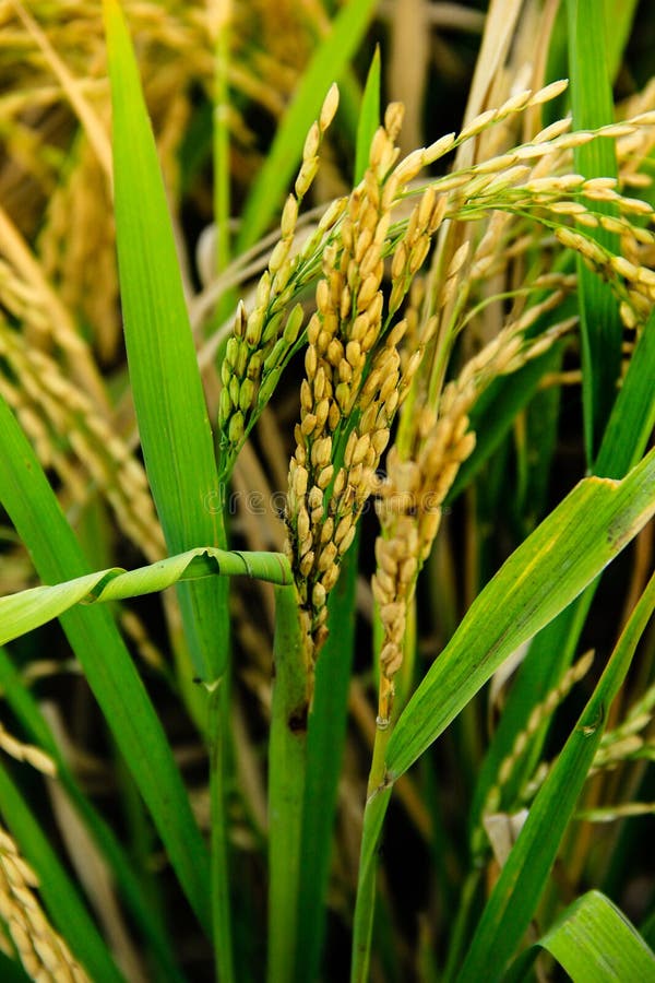 Mature Harvest of Golden Rice in Autumn Stock Image - Image of healthy ...