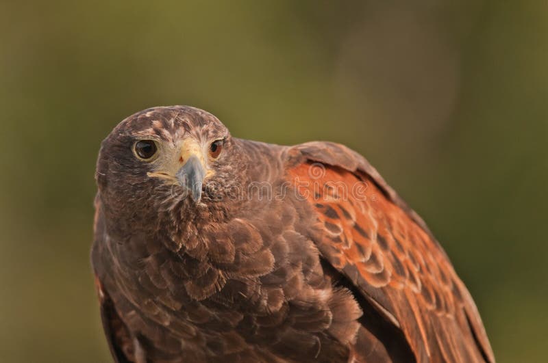 A mature hawk at rest stock image. Image of eagle, raptor - 61568859
