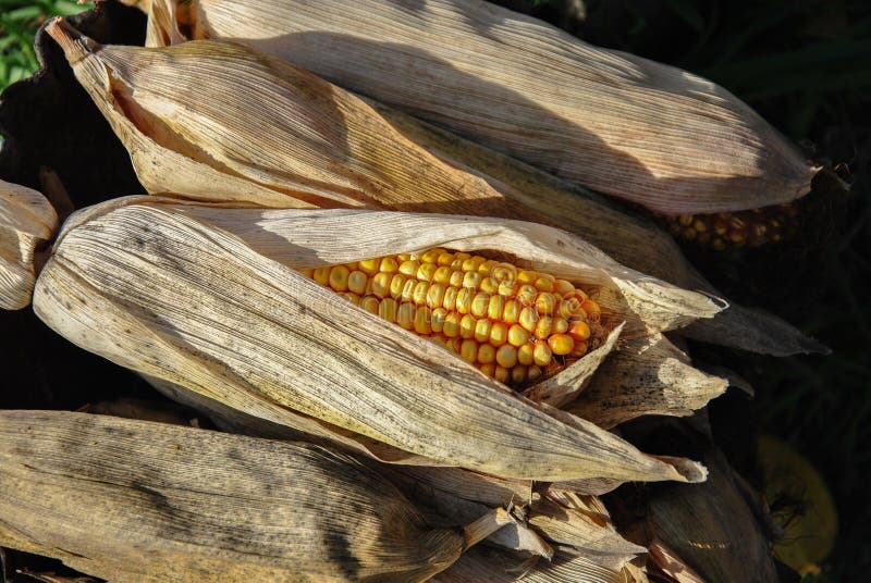 Mature Heads of Corn in Dry Skins Stock Image - Image of organic, field ...