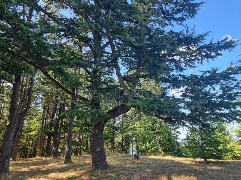 Mature Himalayan Cedar Trees Stock Photos - Free & Royalty-Free Stock ...