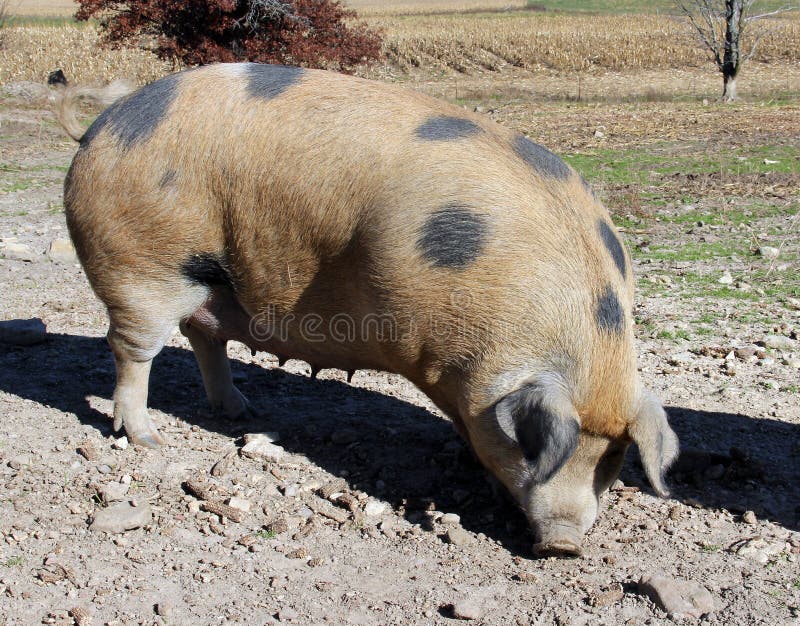 Mature Hog in the Morning Sun Stock Image - Image of mammal, dirt: 79971727