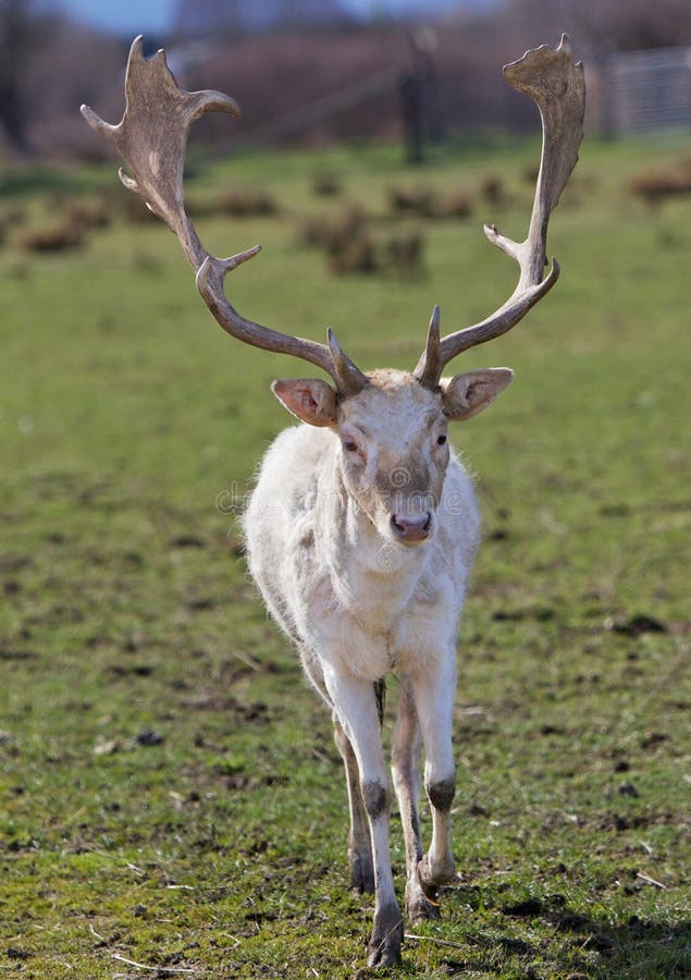 Fallow Deer Huge Rack Horns Stock Photos - Free & Royalty-Free Stock ...