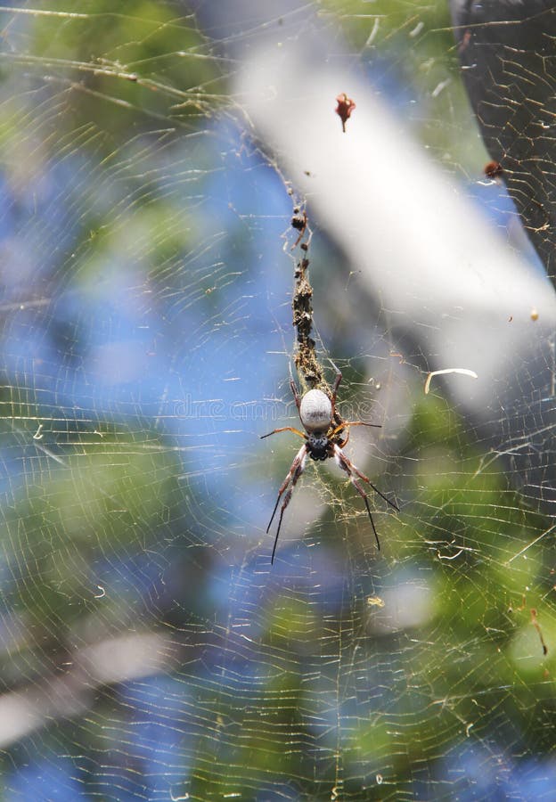 Huntsman Spider Trail Stock Photos - Free & Royalty-Free Stock Photos ...
