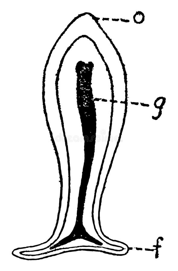 Hydroid Planula Stock Illustrations – 2 Hydroid Planula Stock ...