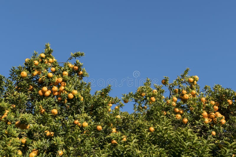 Mature, Juice California Orange Growing Stock Image - Image of united ...