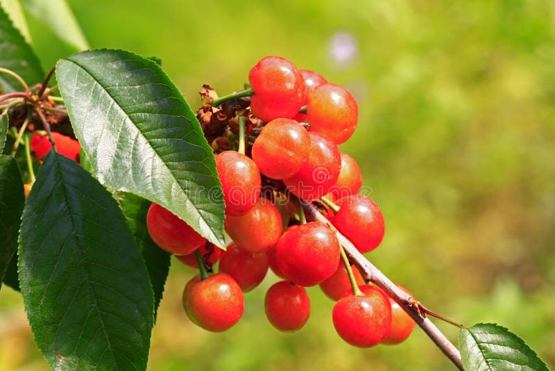 Mature Large Cherry Hanging in a Tree Stock Photo - Image of elegance ...