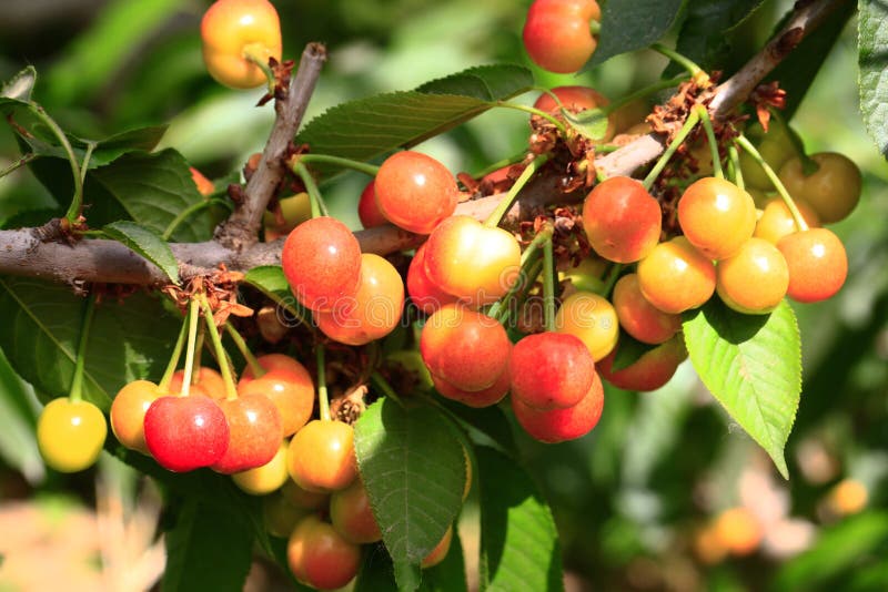 Mature Large Cherry Hanging in a Tree Stock Image - Image of leaf ...