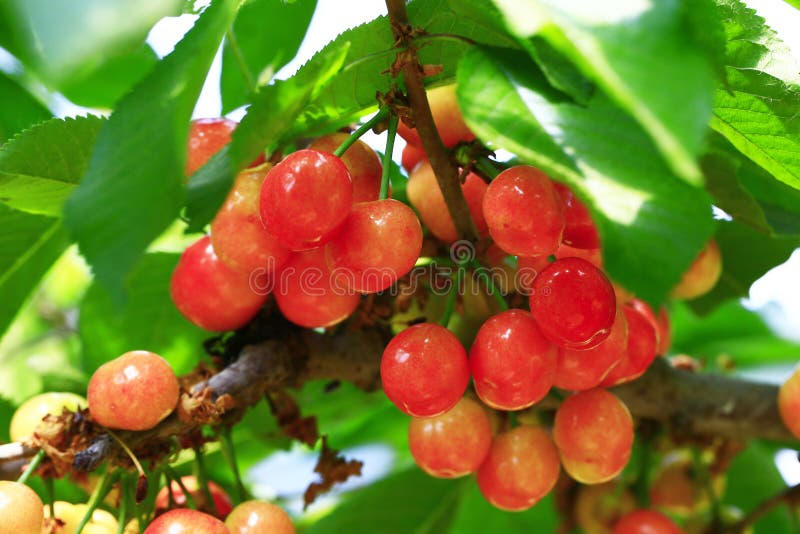 Mature Large Cherry Hanging in a Tree Stock Photo - Image of bright ...