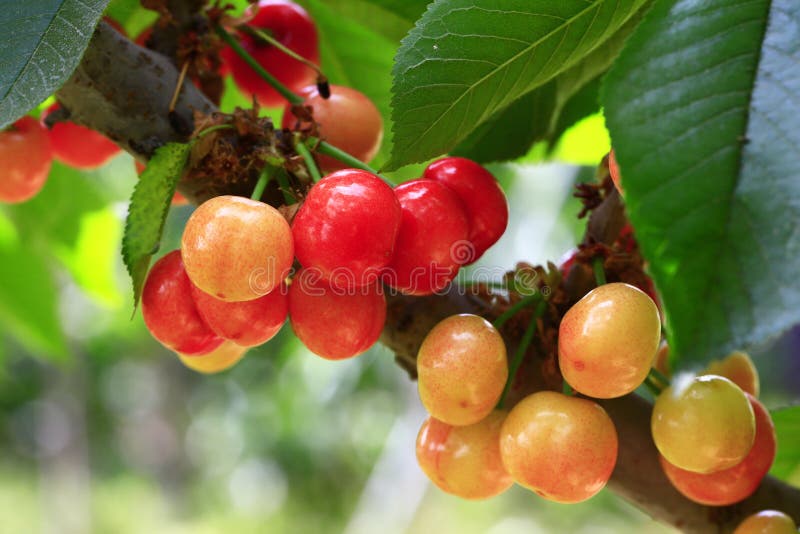 Mature Large Cherry Hanging in a Tree Stock Image - Image of food ...
