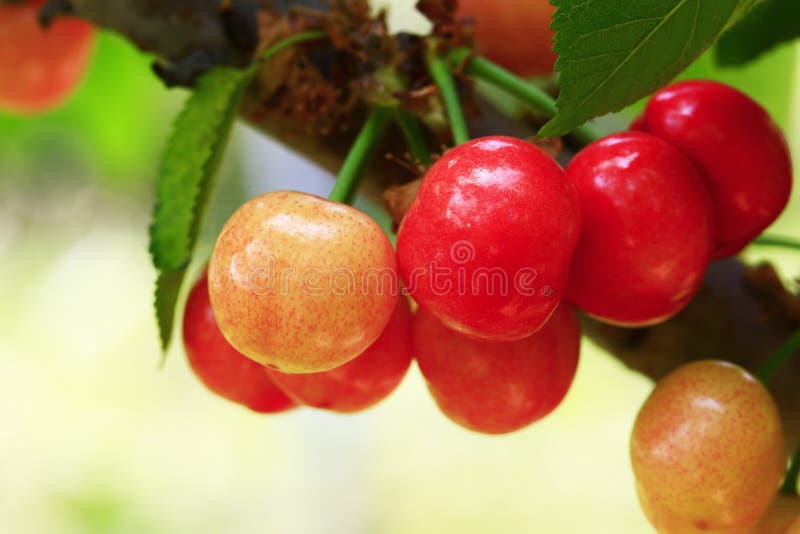 Mature Large Cherry Hanging in a Tree Stock Image - Image of bright ...