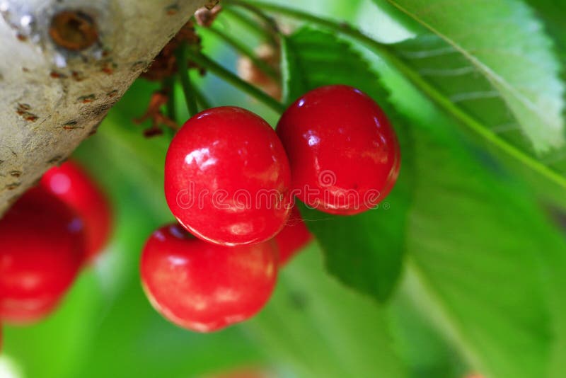 Mature Large Cherry Hanging in a Tree Stock Photo - Image of branch ...
