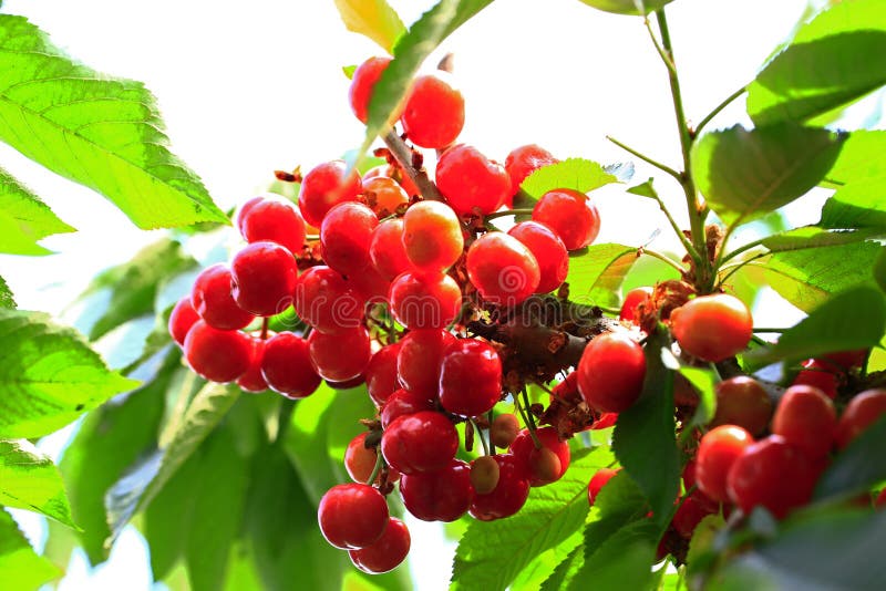 Mature Large Cherry Hanging in a Tree Stock Photo - Image of gardening ...