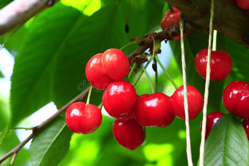 Mature Large Cherry Hanging in a Tree Stock Photo - Image of green ...