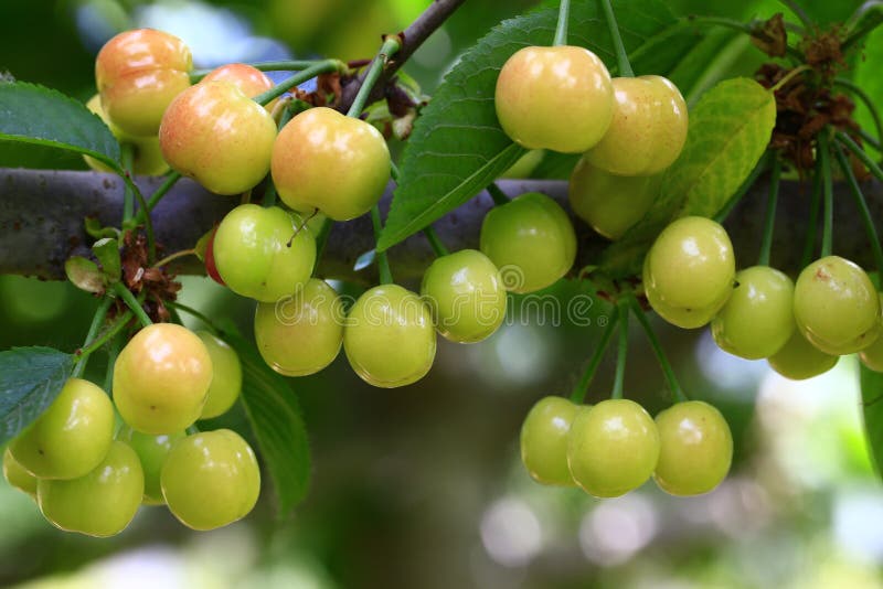 Mature Large Cherry Hanging in a Tree Stock Image - Image of ...