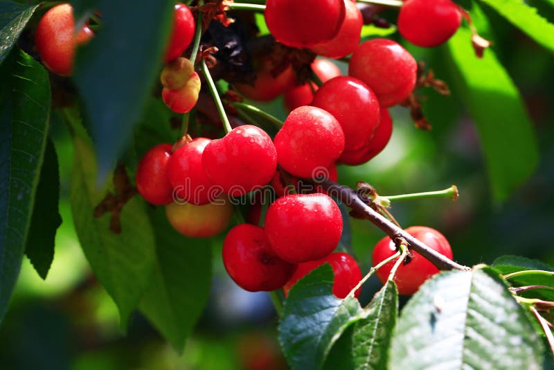 Mature Large Cherry Hanging in a Tree Stock Photo - Image of shapes ...