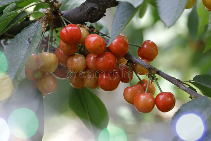 Mature Large Cherry Hanging in a Tree Stock Photo - Image of custom ...