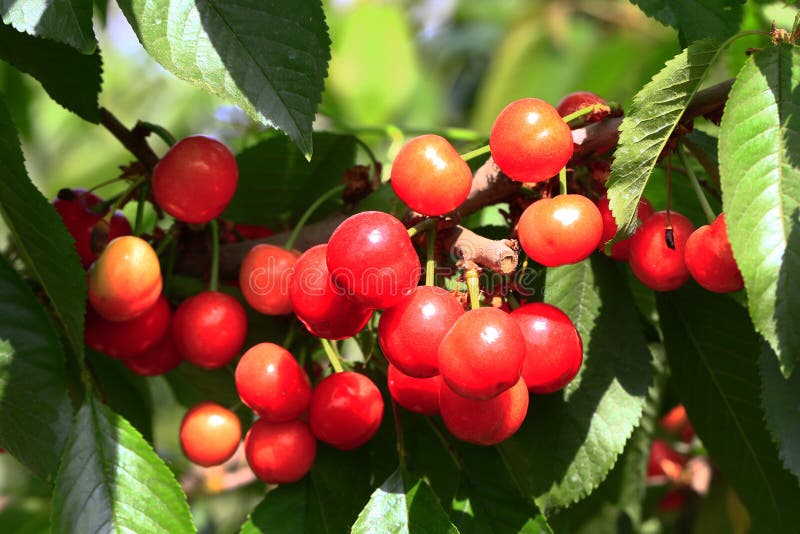 Mature Large Cherry Hanging in a Tree Stock Photo - Image of leaf ...
